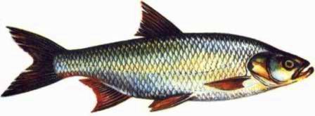 Boleń - (Aspius aspius) - Asp - (Rapa) - Ryba naszych rzek