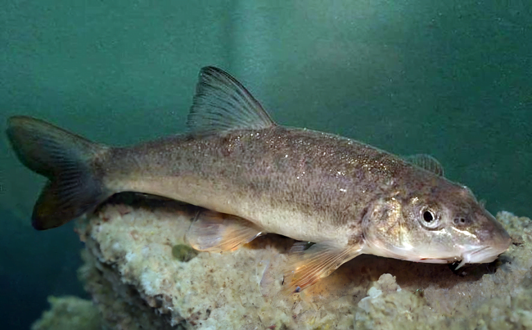 Brzanka - (Barbus meridionalis, petenyi, balcanicus, carpathicus)