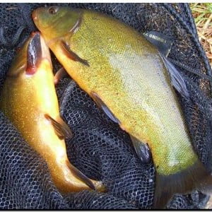 Certa - (Vimba vimba L.) - Blauwneus - Ryba naszych wód