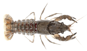 Rak pręgowaty - Orconectes limosus