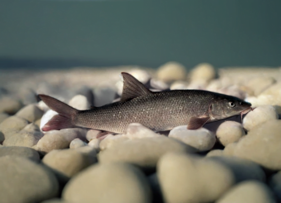 Sum - (Silurus glanis) - Wels catfish